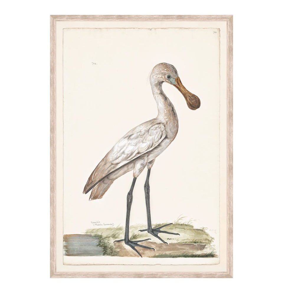 Spoonbill Print | Rainsford Company